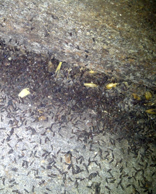 Alpha Fumigation Services Ltd - Pest Gallery